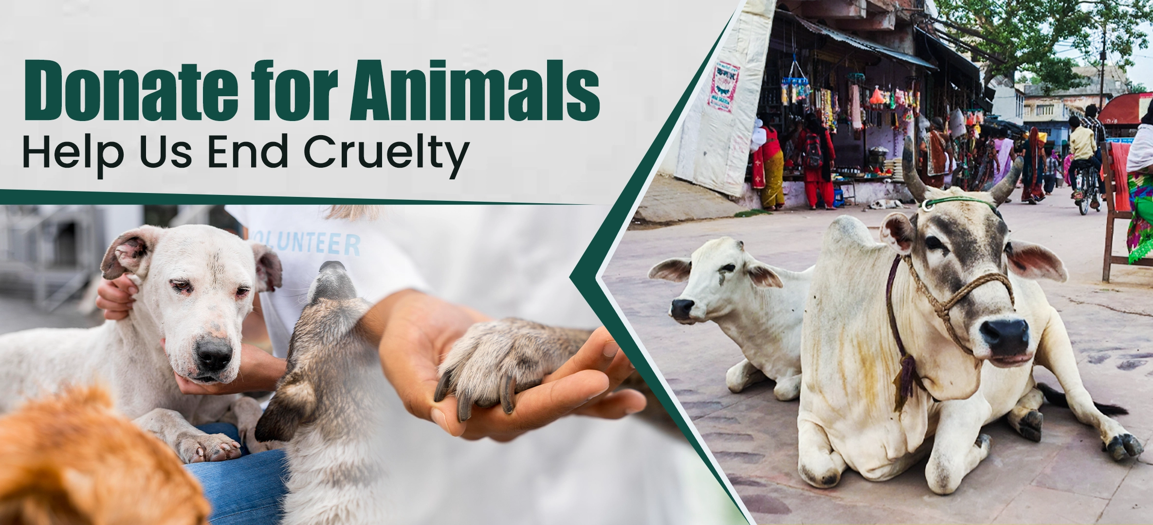 Donation for Animal Welfare | Animal Treatment & Help