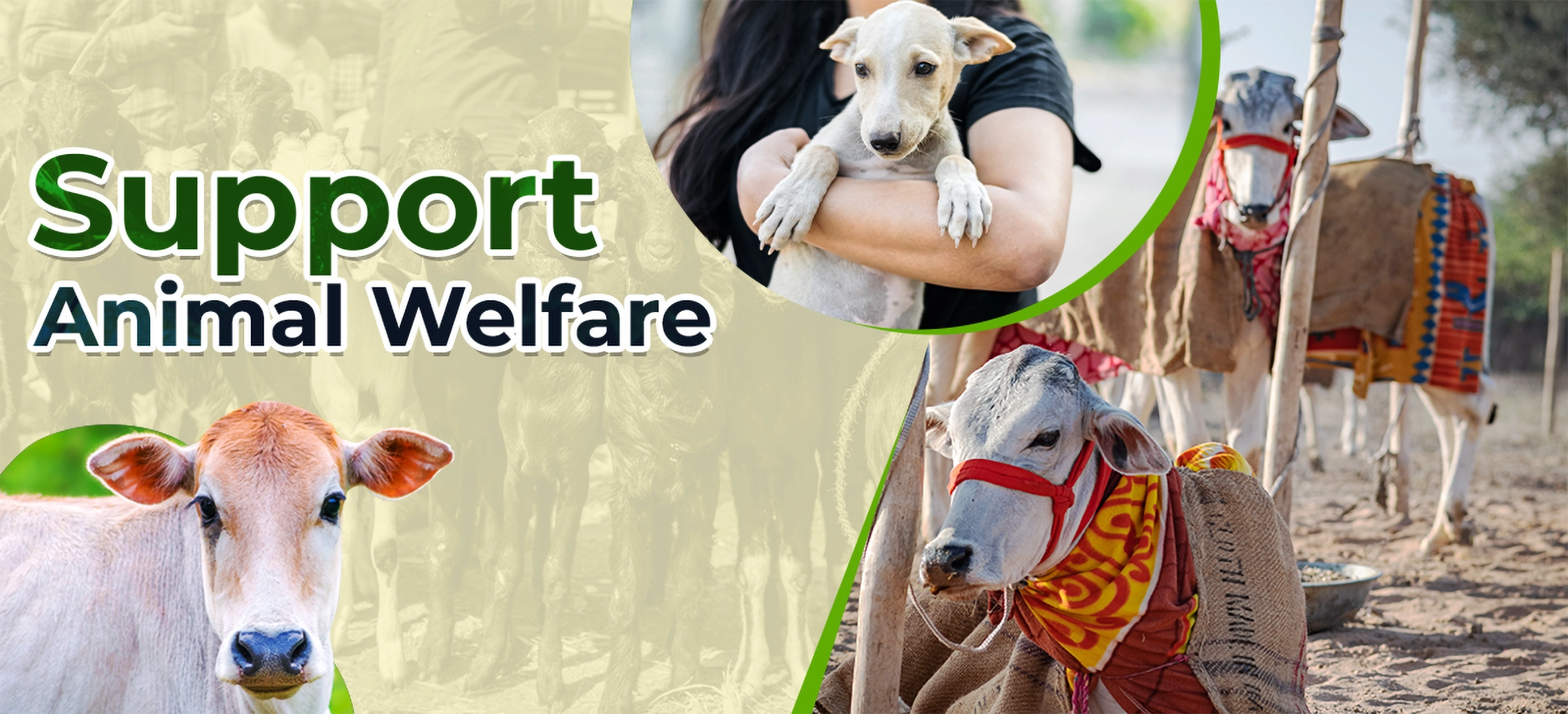 Donation for Animal Welfare | Animal Treatment & Help